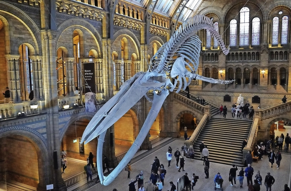 Natural History Museum London natural-history-museum-london